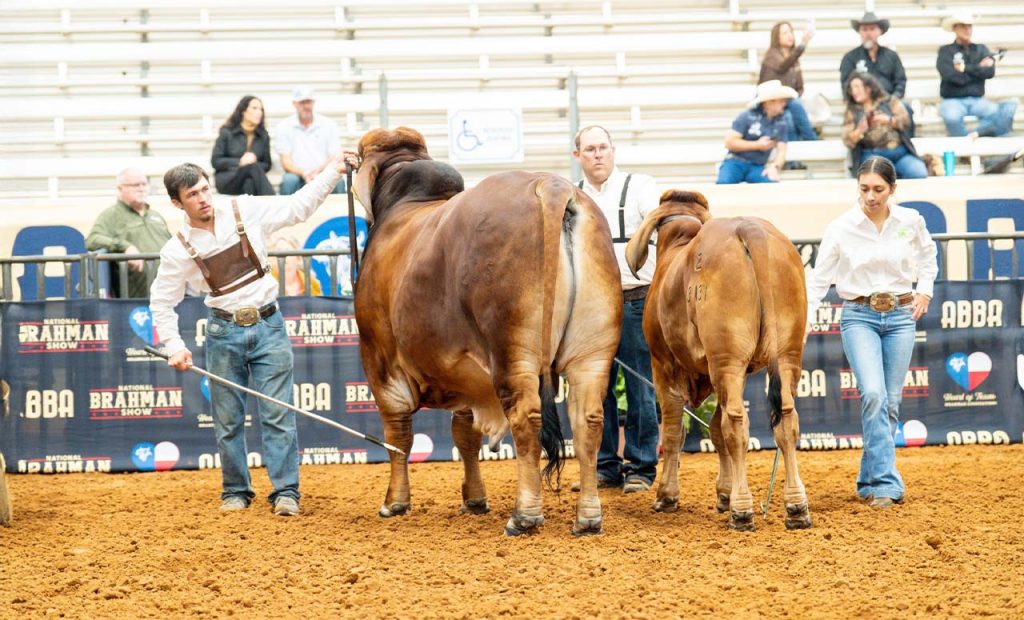 Detering Red Brahmans