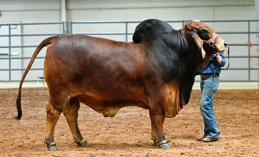 Detering Red Brahmans