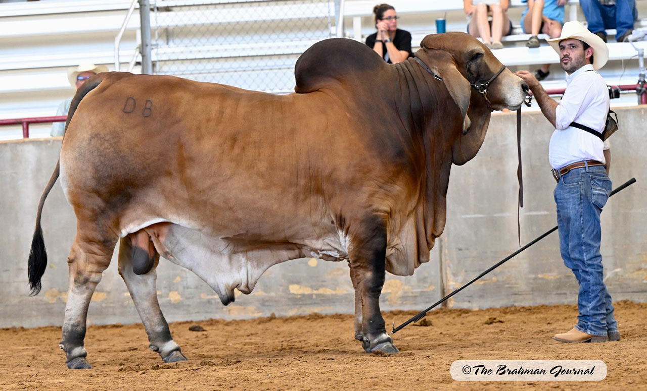 Detering Red Brahmans