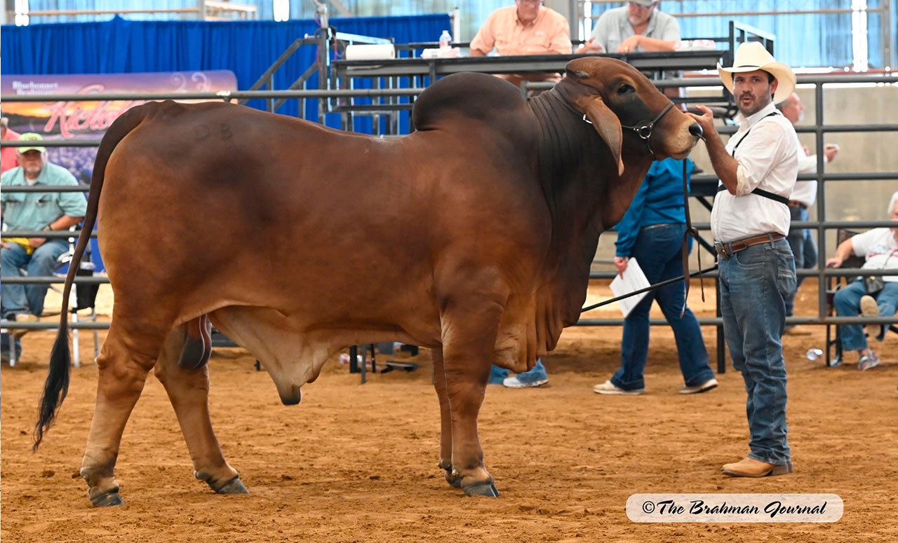 Detering Red Brahmans