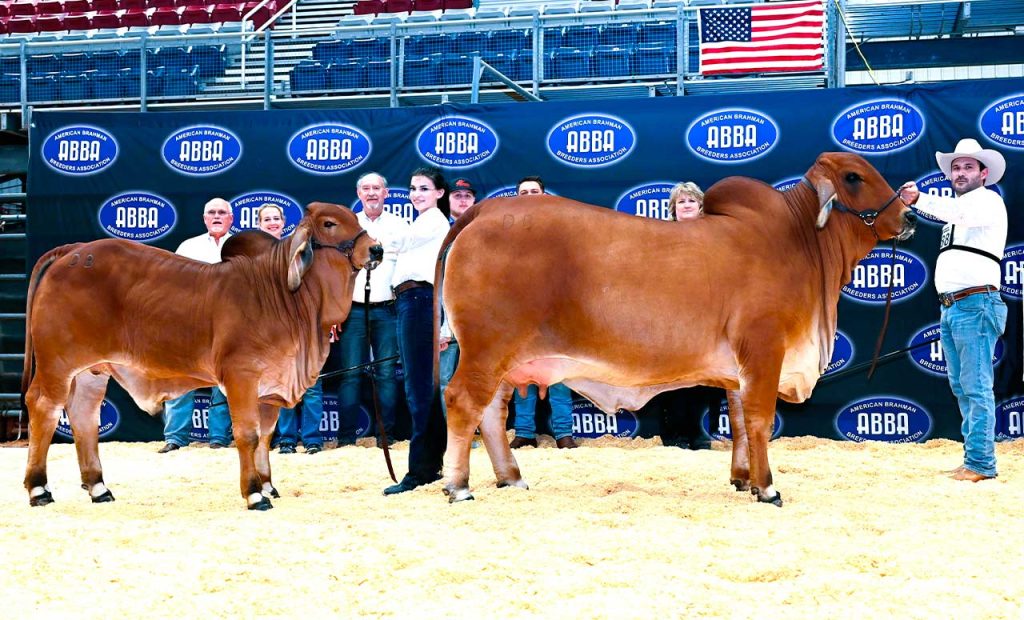 Detering Red Brahmans