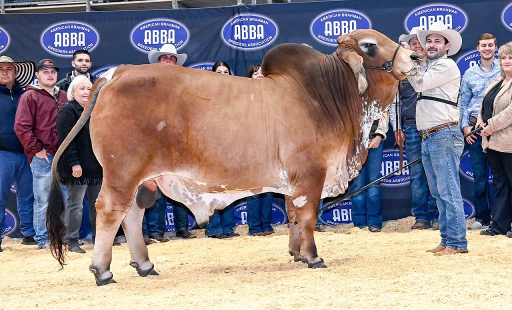 Detering Red Brahmans