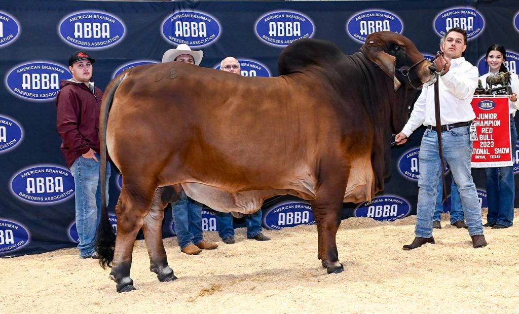 Detering Red Brahmans